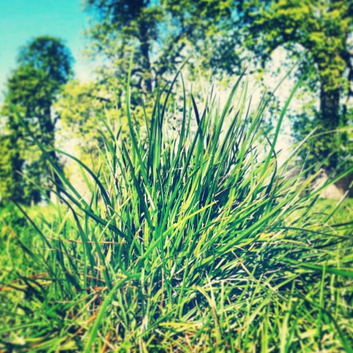 The marriage meadow… Nocturnes by Caron The Perfumed Dandy’s Scented ...